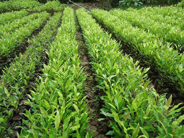 Inspirasi Istimewa Flora Cengkeh