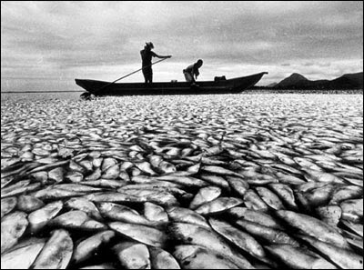 Ocean Degradation: Dynamite fishing