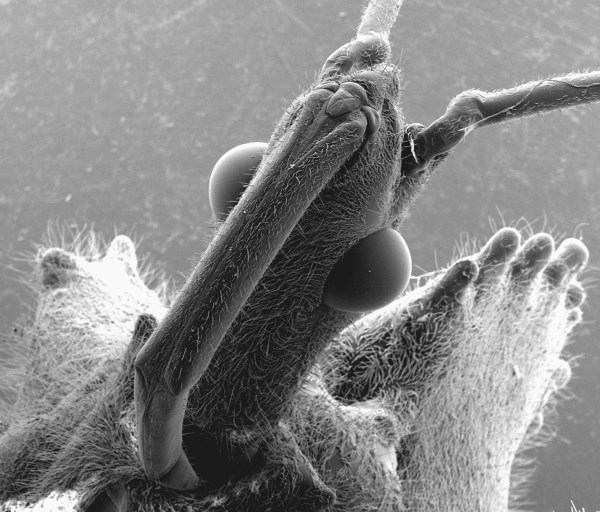 Microscopio: Insectos