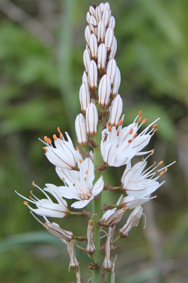 our amazing treasure-nature: White asphodel