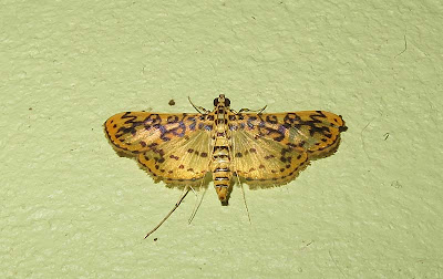 Birdernaturalist: Size Isn't Everything – More Costa Rican Moths