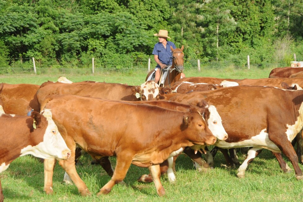 TIRAKAT MANDIRI: Jenis dan Nama Sapi