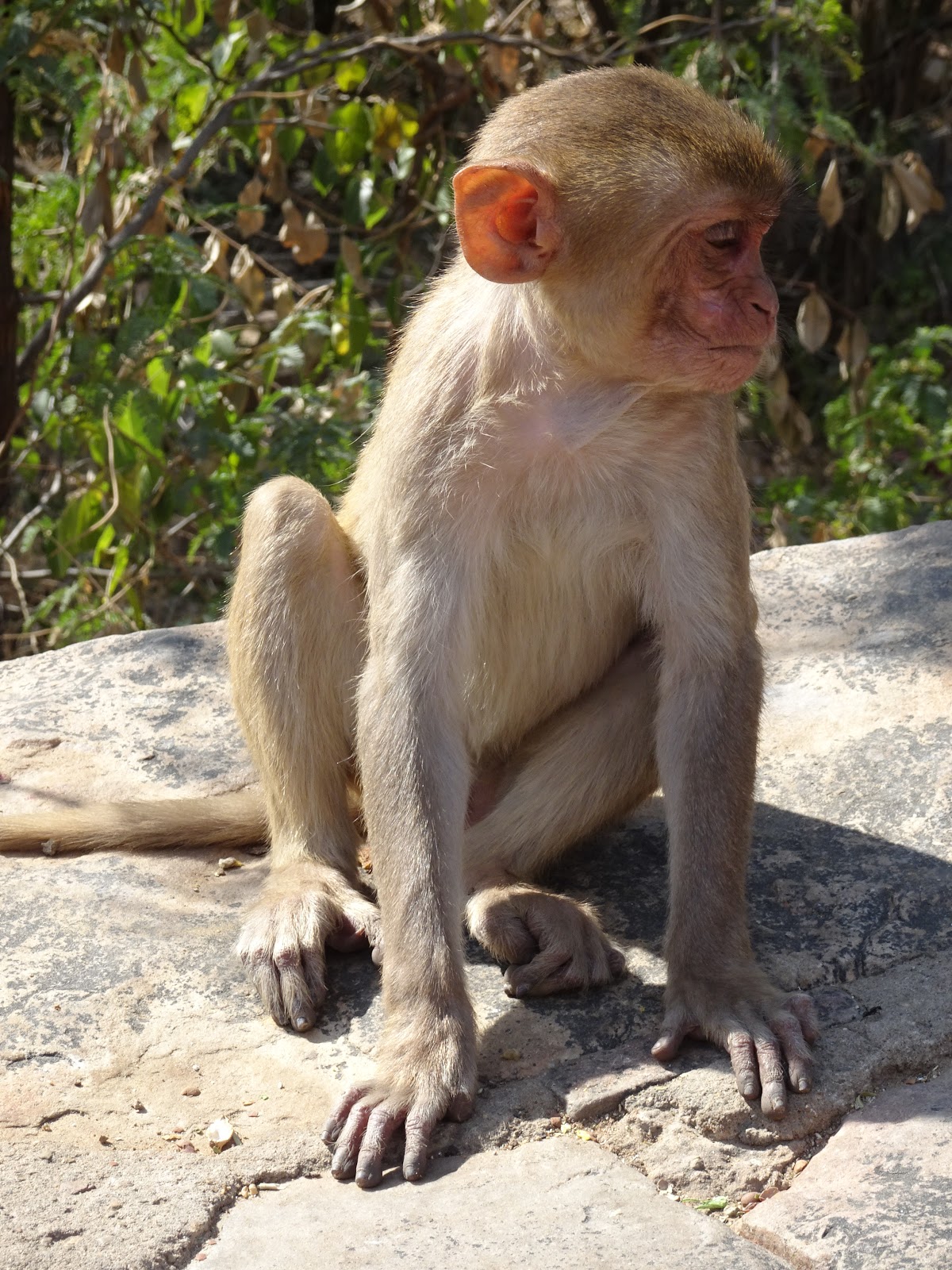 Vintage Vixen: Huggin' Up The Big Monkey Man - Galta Ji Temple
