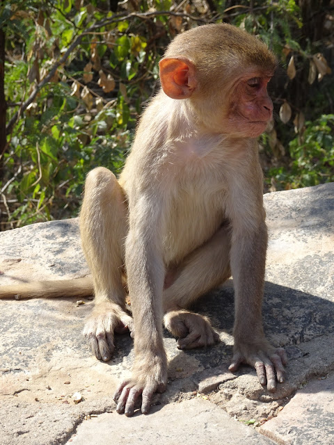 Vintage Vixen: Huggin' Up The Big Monkey Man - Galta Ji Temple
