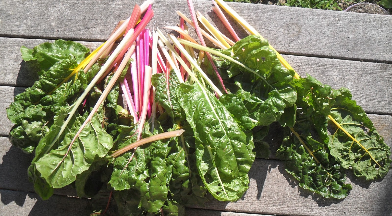 Life on Sample's Farm: Swiss Chard