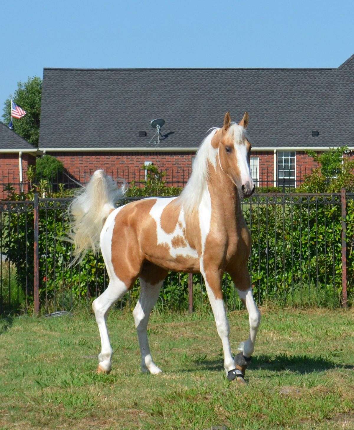 Cavalo American Saddlebred