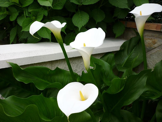 Planta alcatraz - Imagui