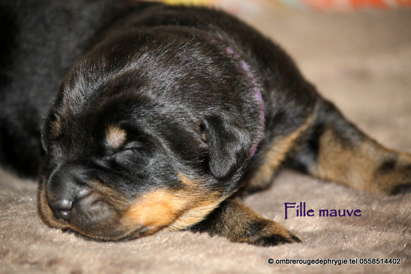 Beauceron, chiots beaucerons, Eleveur landes 40120 : les bebes ...
