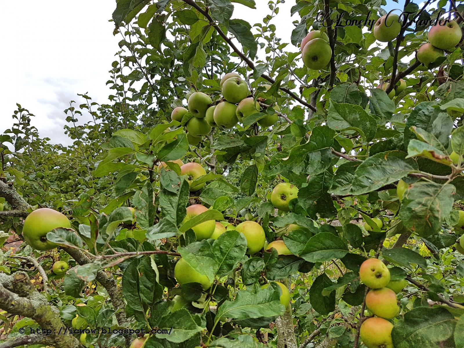 Apple flower - Malus pumila