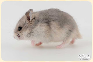 The Exploring Hamster: Hamster Body Language