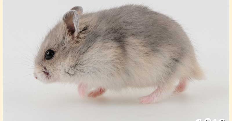 The Exploring Hamster: Hamster Body Language