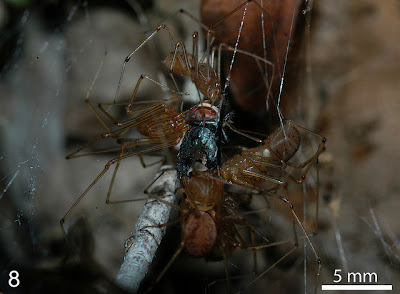 Real Monstrosities: Spitting Spider