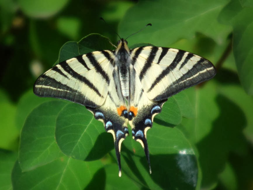 Loire Valley Nature: Scarce Swallowtail - Iphiclides podalirius