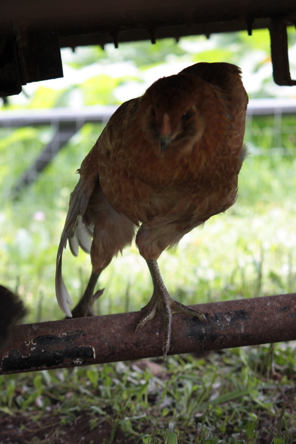 Ba-Gawks: Chicken yawn and stretch