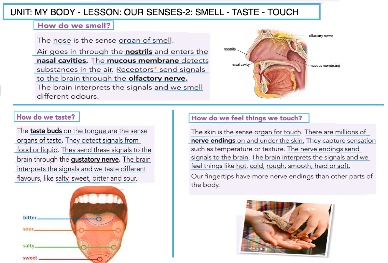 Blog de 3º de Primaria: Natural Science - Unit: THE HUMAN BODY - LESSON ...