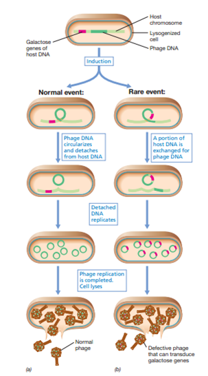 Microbiology and Us: GENETIC MATTER TRANSFERRING IN BACTERIA
