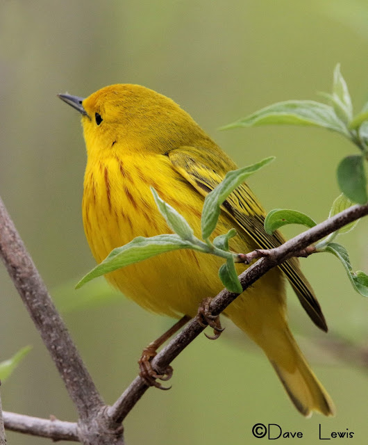 Birds from Behind : Two Days in the Marsh...