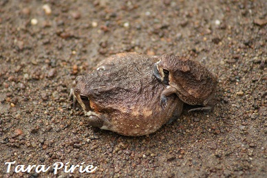 Tara's Tales: Magnificent trip to Kruger!