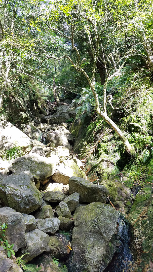 66 Square Feet (Plus): Table Mountain pilgrimage: disa-bound