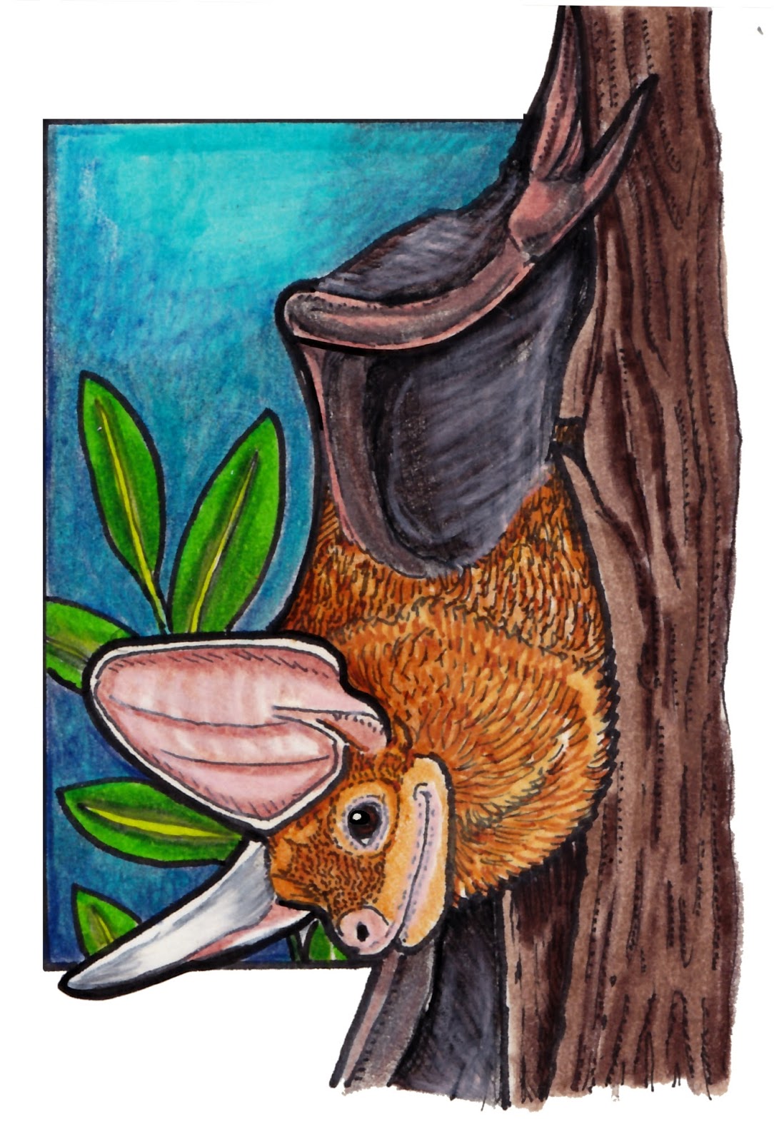 ZooTrophy Animal-a-Day Database: #799: Vesper Bat