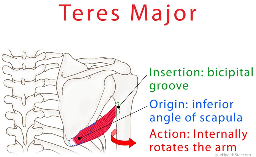 職能治療陪你居家復健: 相關理論-肌肉生理-肩膀
