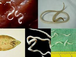 Clases de parásitos en función del tiempo que habitan en el hospedero ...