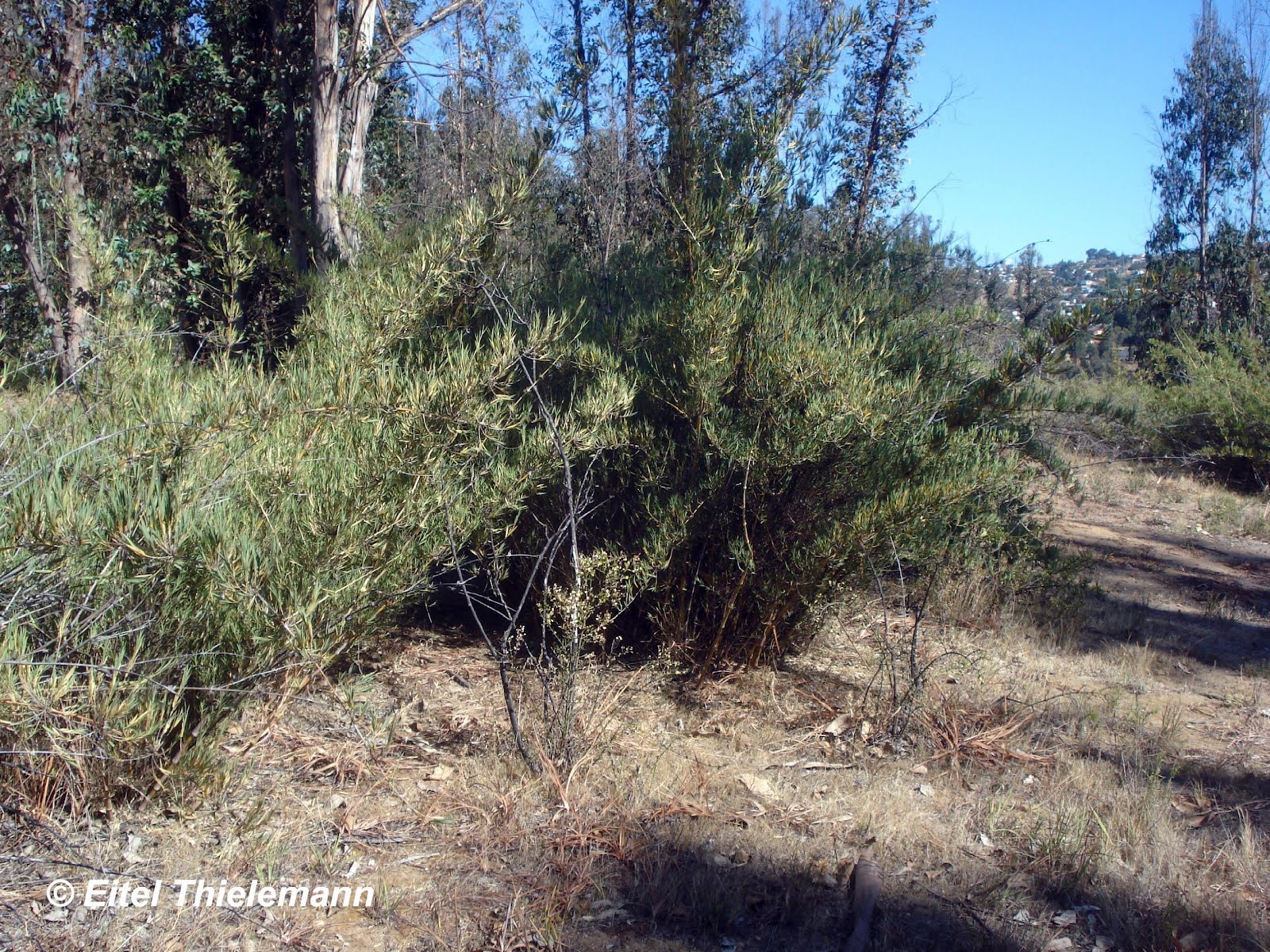 Apuntes botánicos: ARBUSTOS CHILENOS