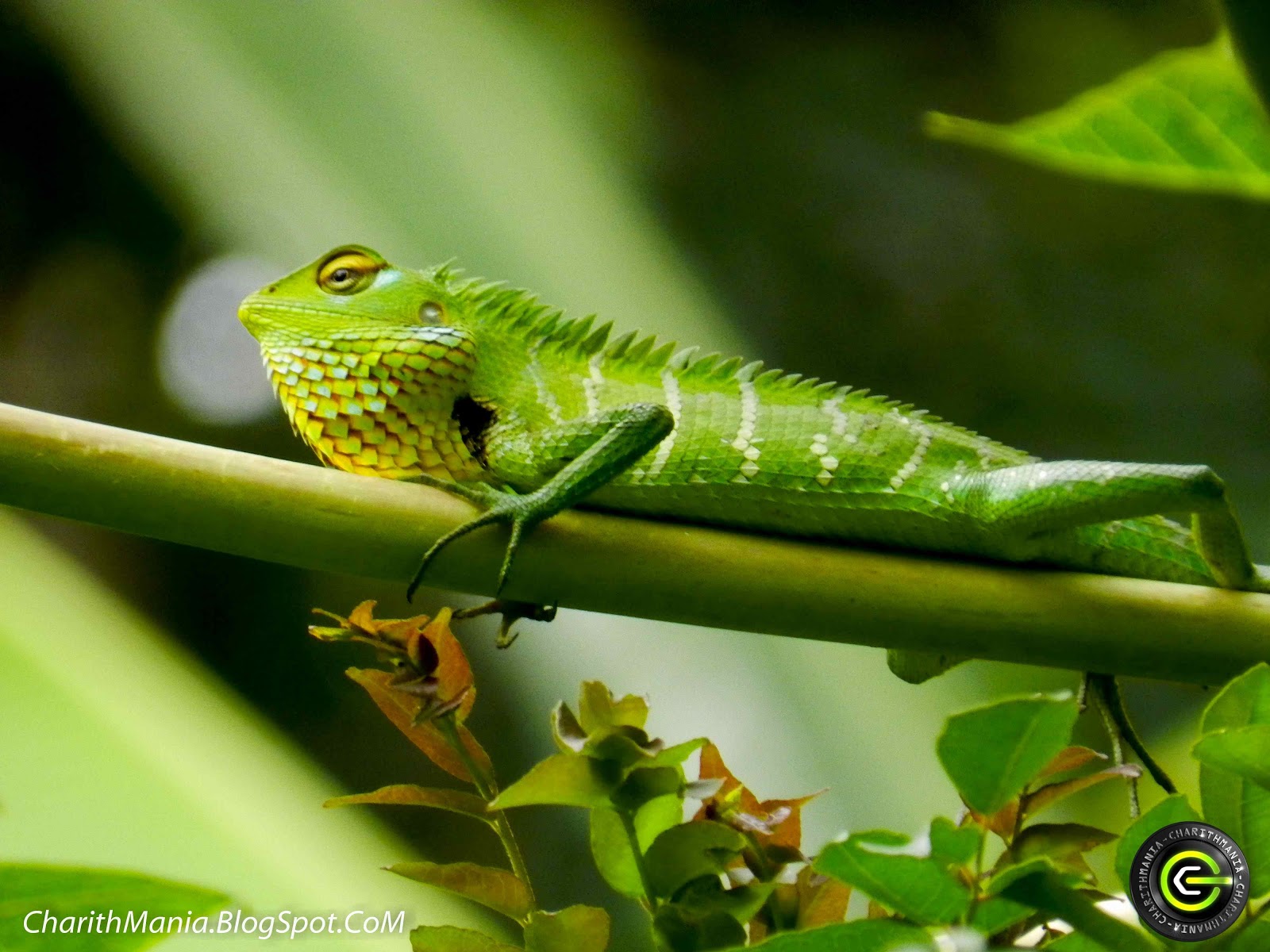 CharithMania: Garden Lizard ( Katussa ) Sri Lanka