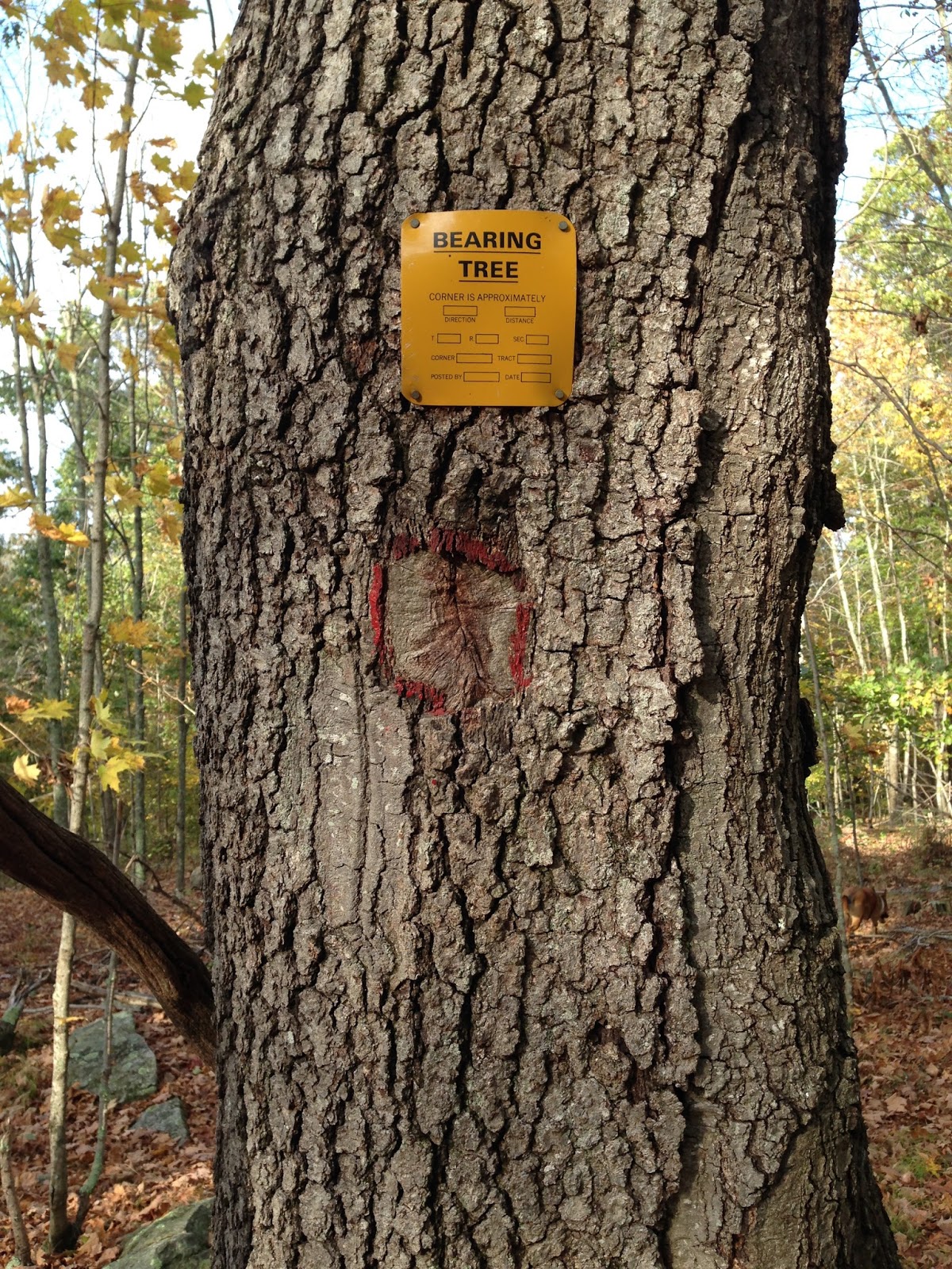 A Life Inspired by Nature: Land of Grand Trees!