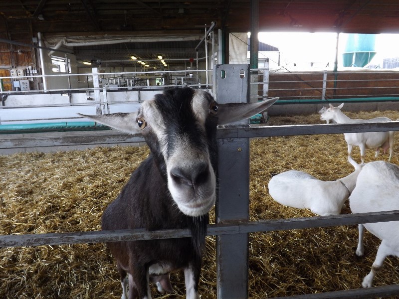 Eat locally. Blog globally.: A Visit to a Dairy Goat Farm