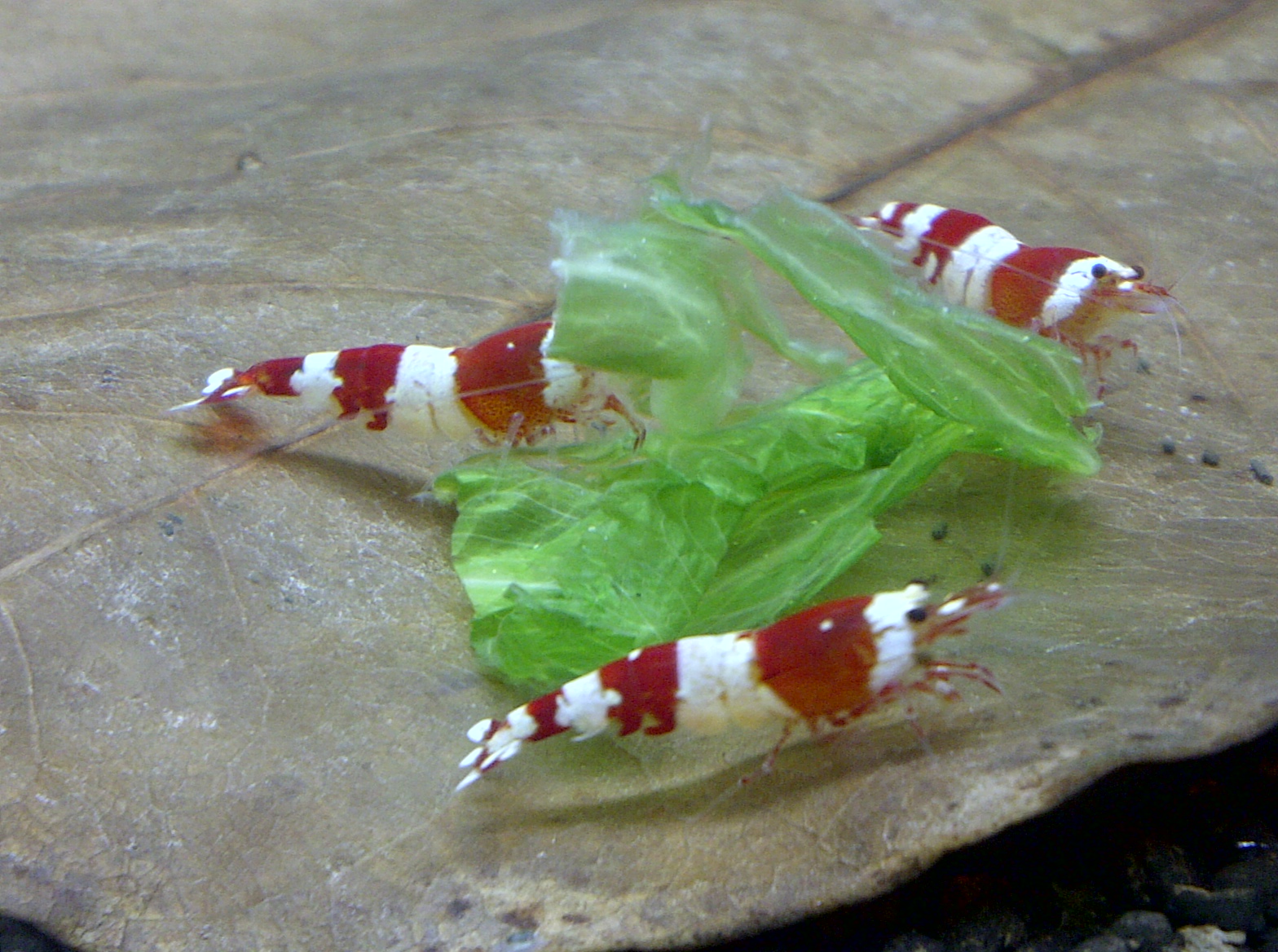 Javielo Shrimp: Caridina cantonensis sp. crystal red