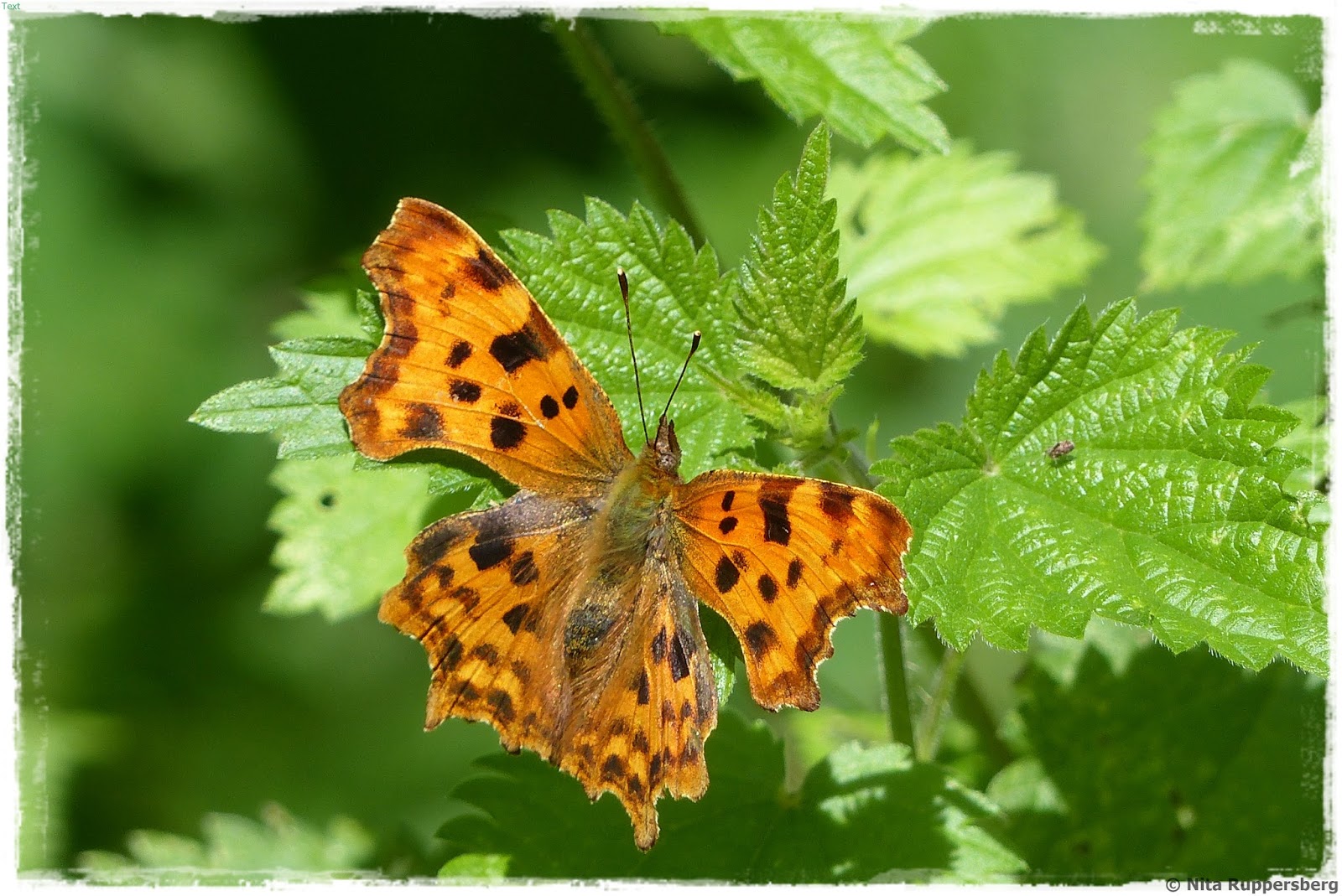 Kaalvoet in Engeland: Skone Skoenlappers