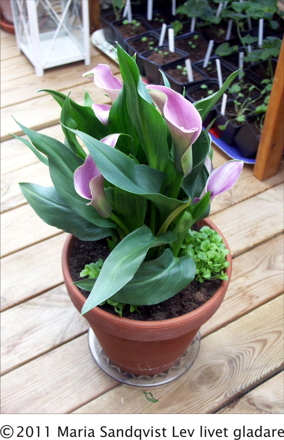 Lev livet gladare: Kalla - en skönhet