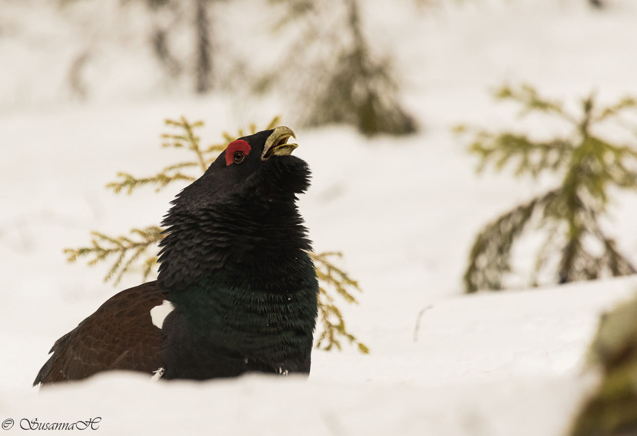 Luonnon luomaa: The Metso :-)