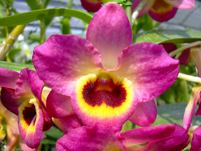 レッドセネター ‘ブラーバ’ | Dendrobium Blog