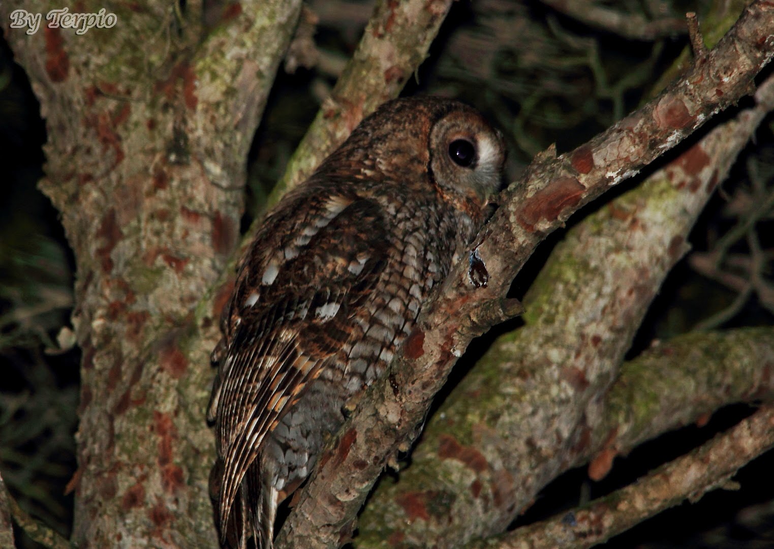 Viajes, Salidas, Naturaleza, (Fotografía).: Cárabo Común (Strix Aluco).