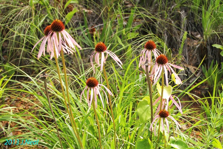 Log of Ibi: White River