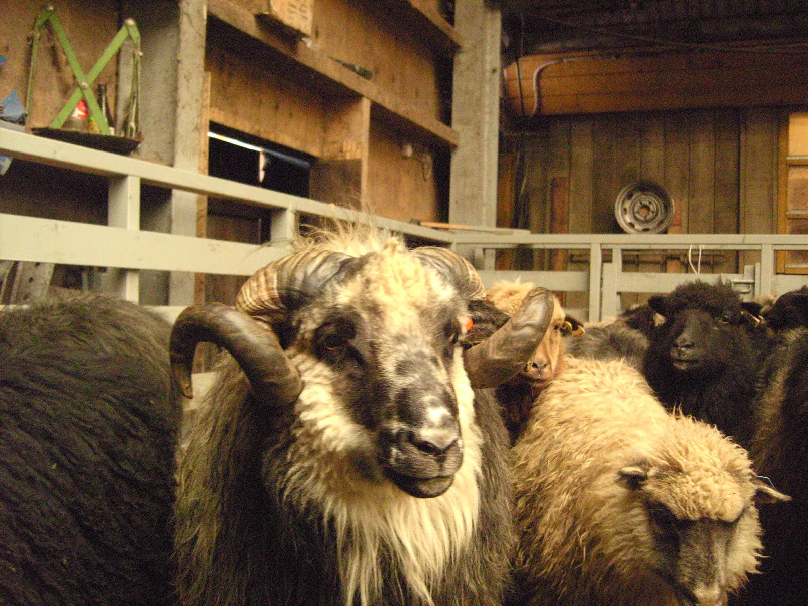 Shetland Handspun: North Atlantic Native Sheep and Wool Conference, Faeroe