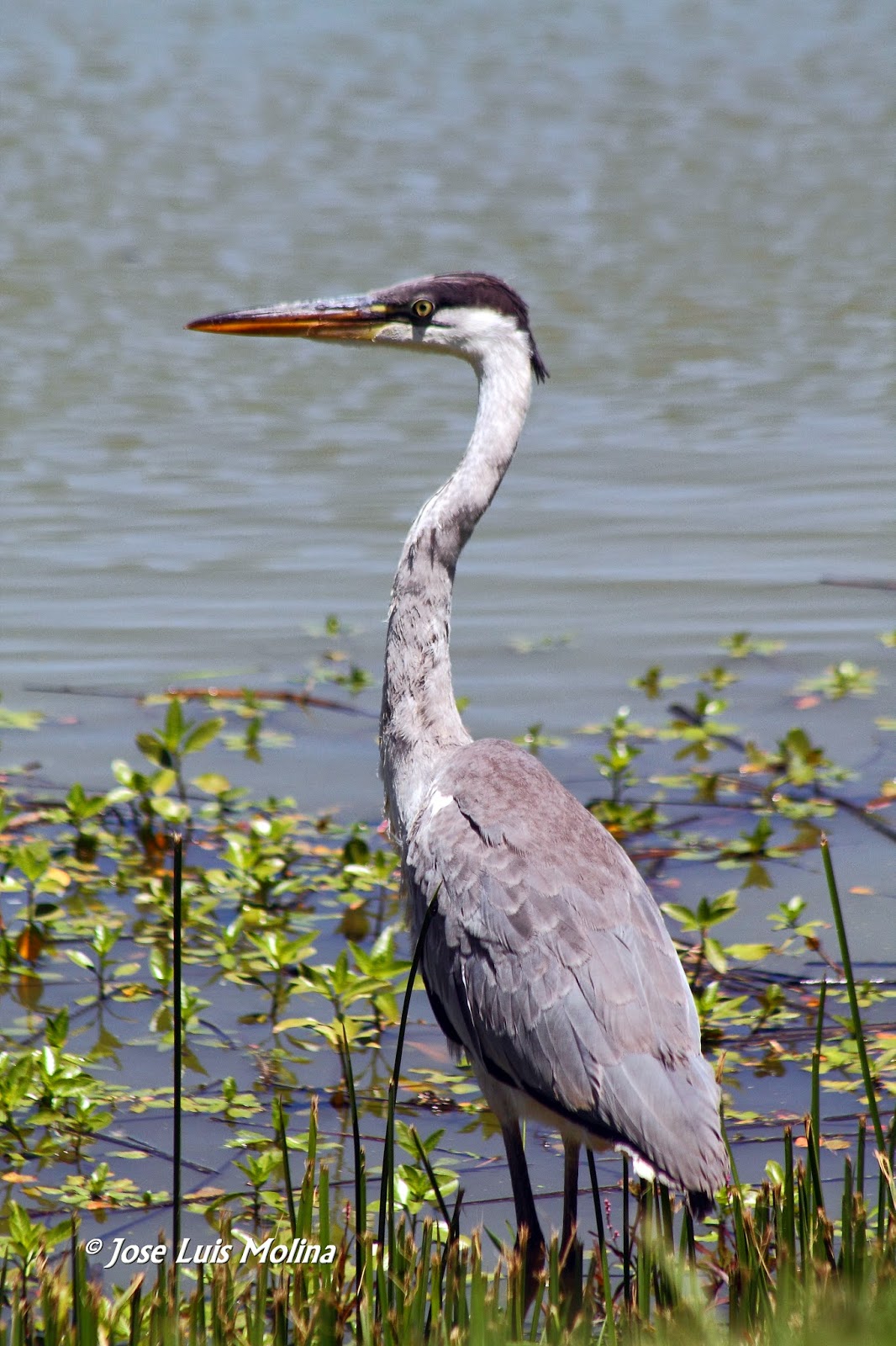 Aves de la VIII Region del Bio Bio: GARZA CUCA (ardea cocoi)