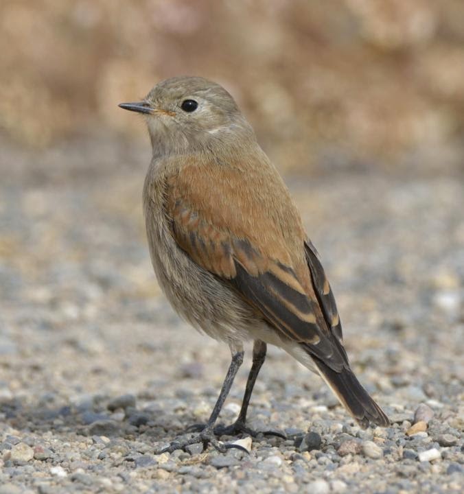 Argentina nativa: Sobrepuesto común (Lessonia rufa)