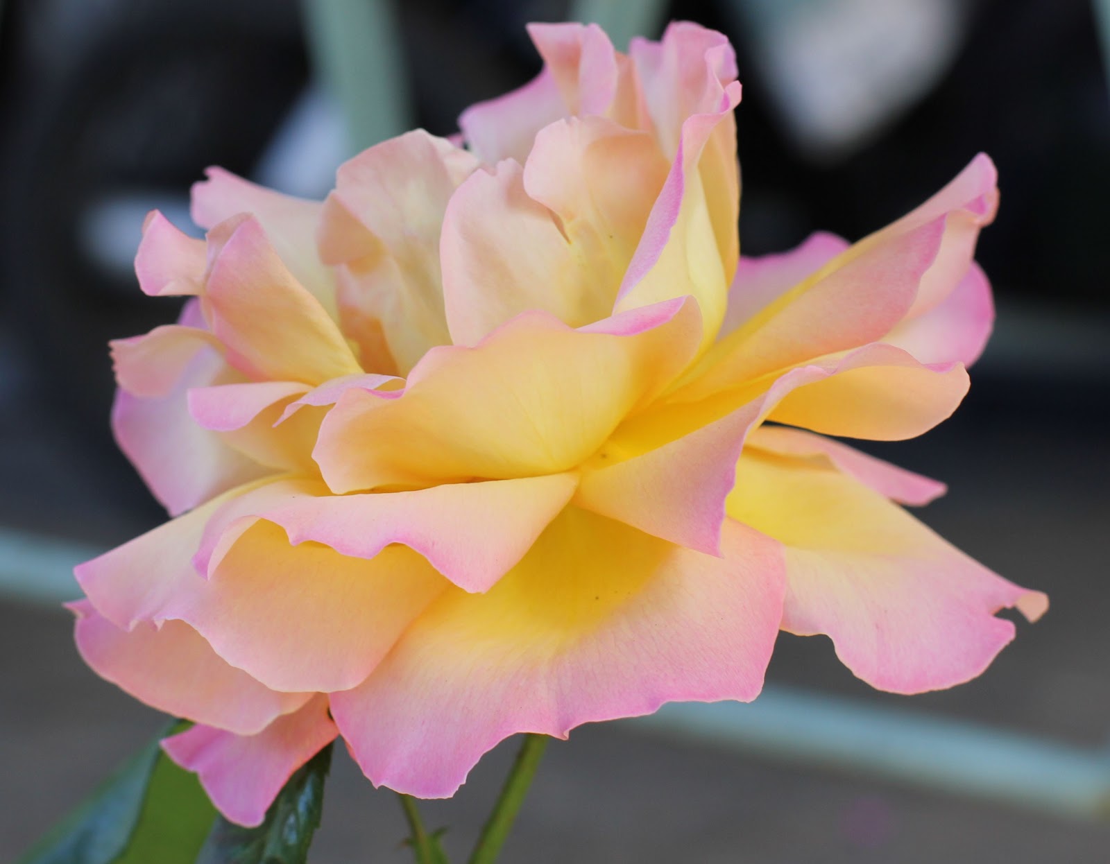 Wilder: Beautiful Blowsy Blooms