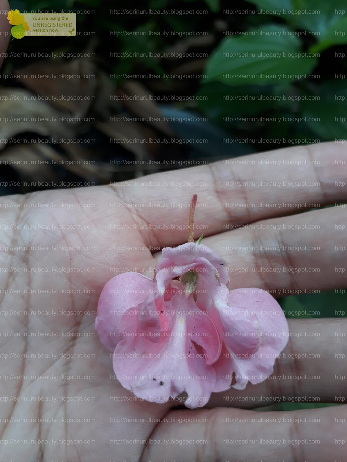 Healthy Nurul Beauty: The look of soft pink bunga keembong (garden ...