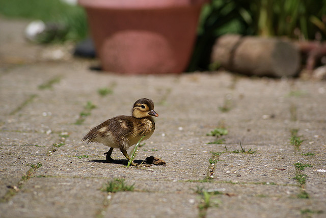 The Ducklings of Spring | The Ark In Space