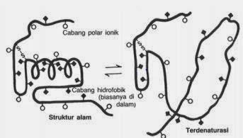 Kumpulan Laporan: Makalah Kimia Pangan II "PROTEIN"