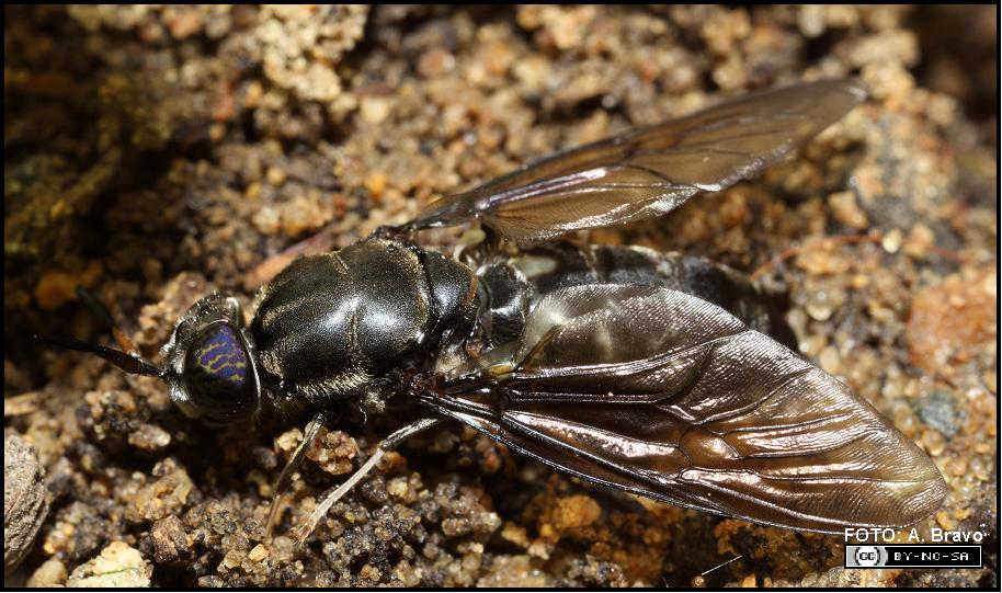 FAUNA AUXILIAR: FAMILIA STRATIOMYIDAE
