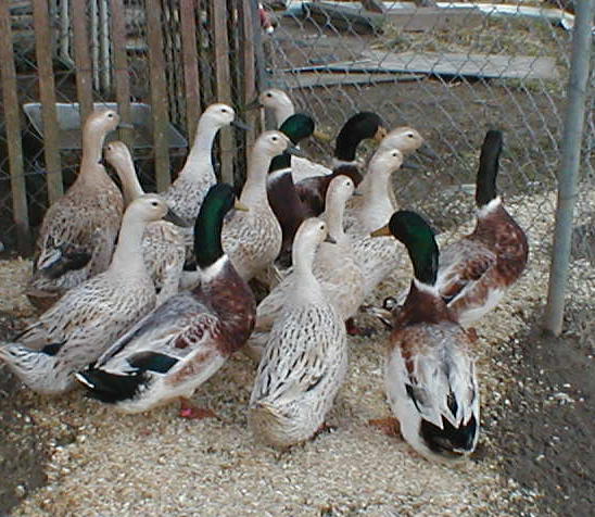 K&S Waterfowl: Trout/Harlequin/Snowy Indian Runner Crosses (Breeding ...
