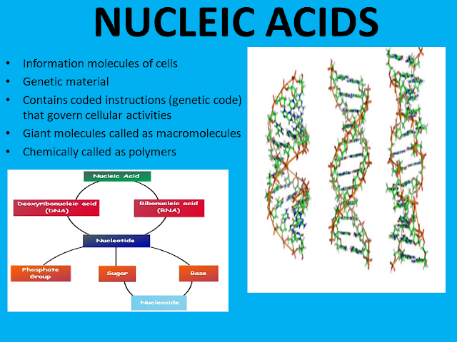 Grade 12: SEMESTER 2 - Chapter 1 - NUCLEIC ACIDS & PROTEIN SYNTHESIS