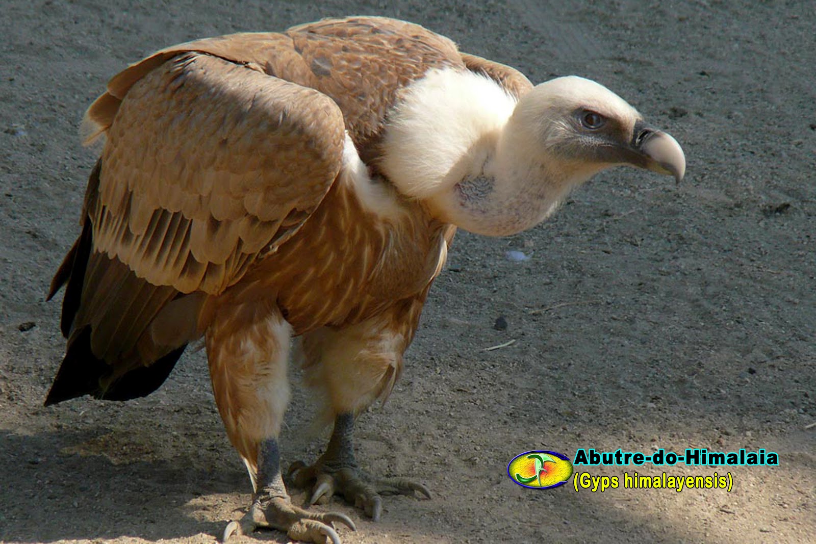 ORNITOLOGIA: Abutre-do-Himalaia (Gyps himalayensis)