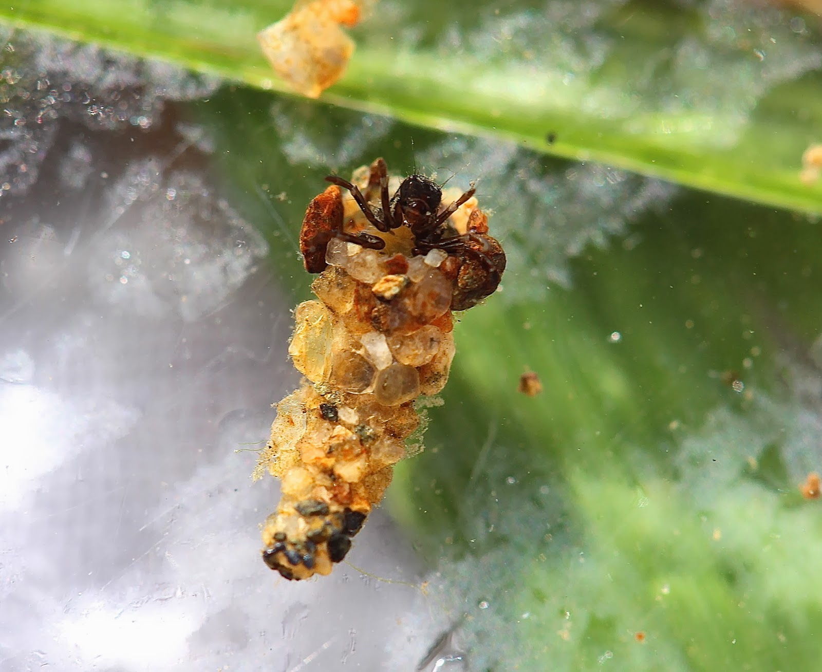 Aquatic Insects of Central Virginia: The Uenoids (little northern ...