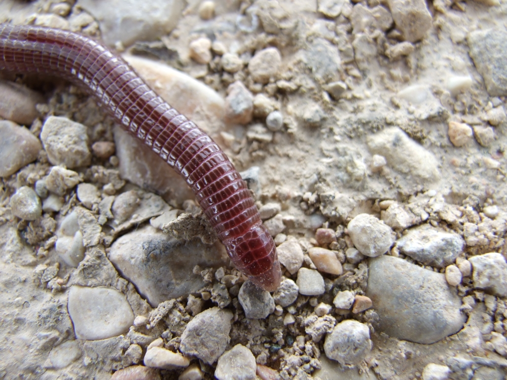 Two Snakes : Culebrilla ciega